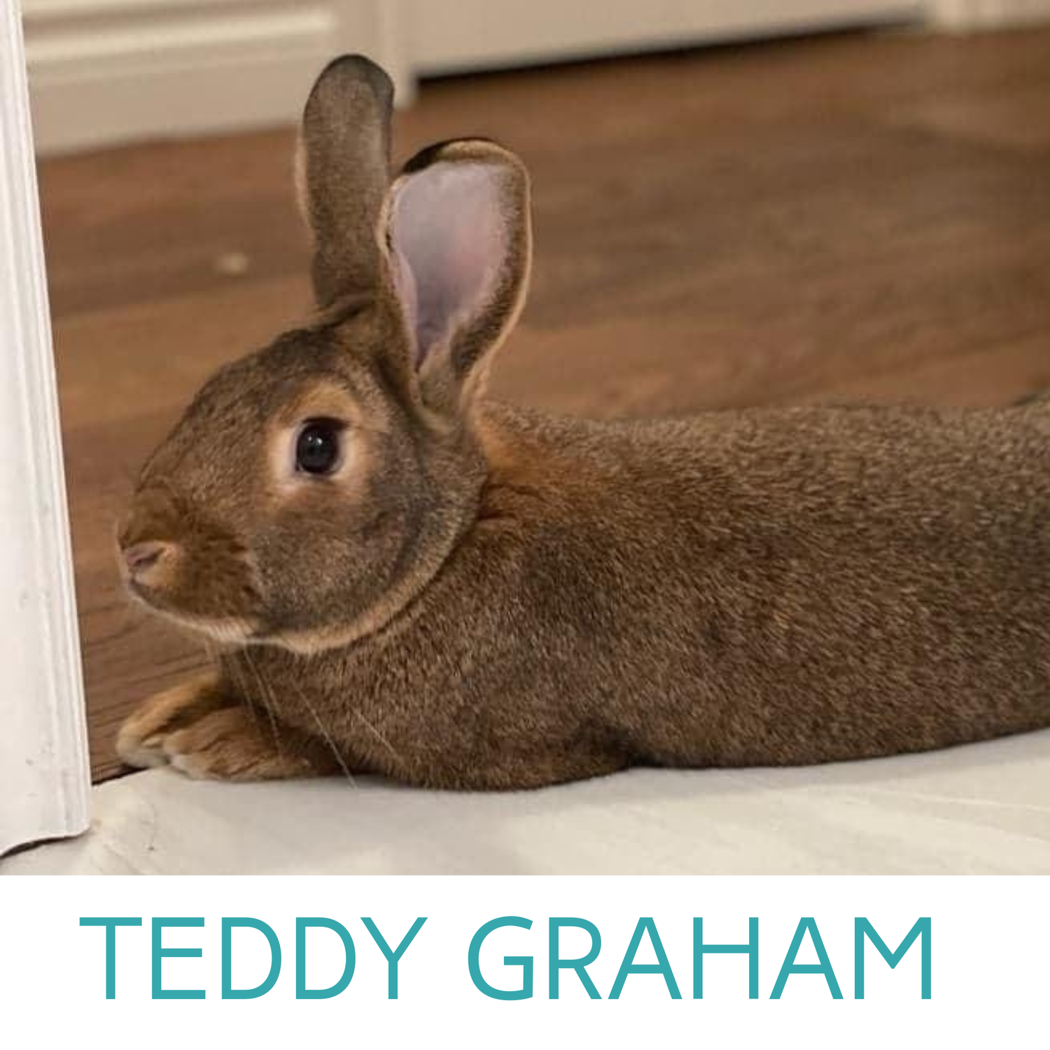 Pumpkin's Acres Rabbit Rescue
