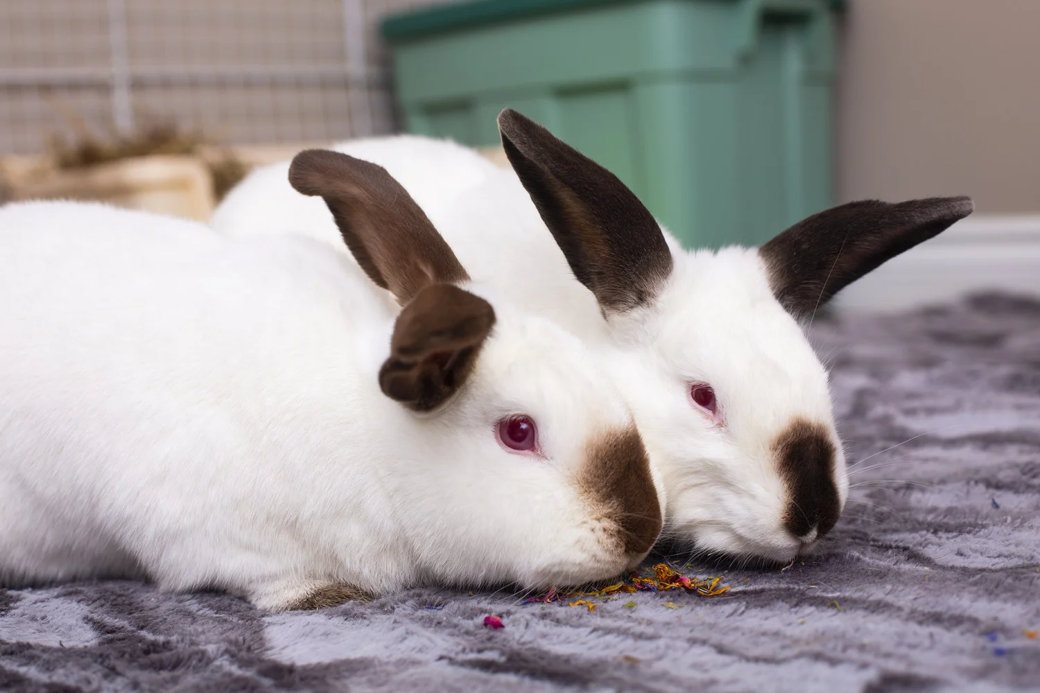 Pumpkin's Acres Rabbit Rescue