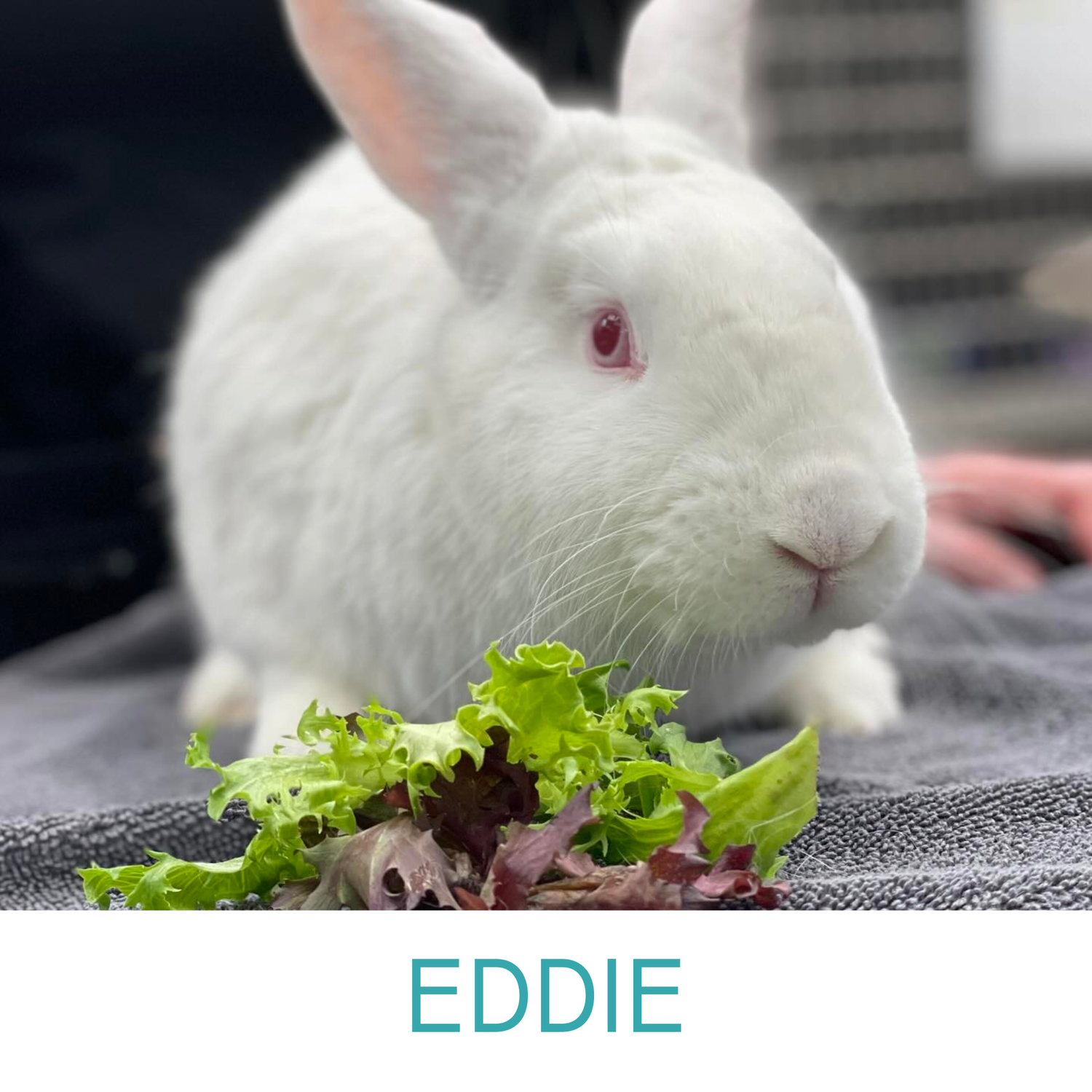 Pumpkin's Acres Rabbit Rescue