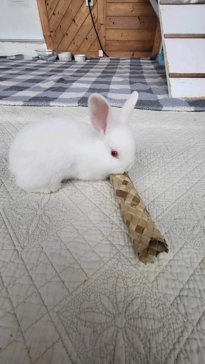 Adoptable Rabbits - Malibu — Pumpkin's Acres Rabbit Rescue Inc.