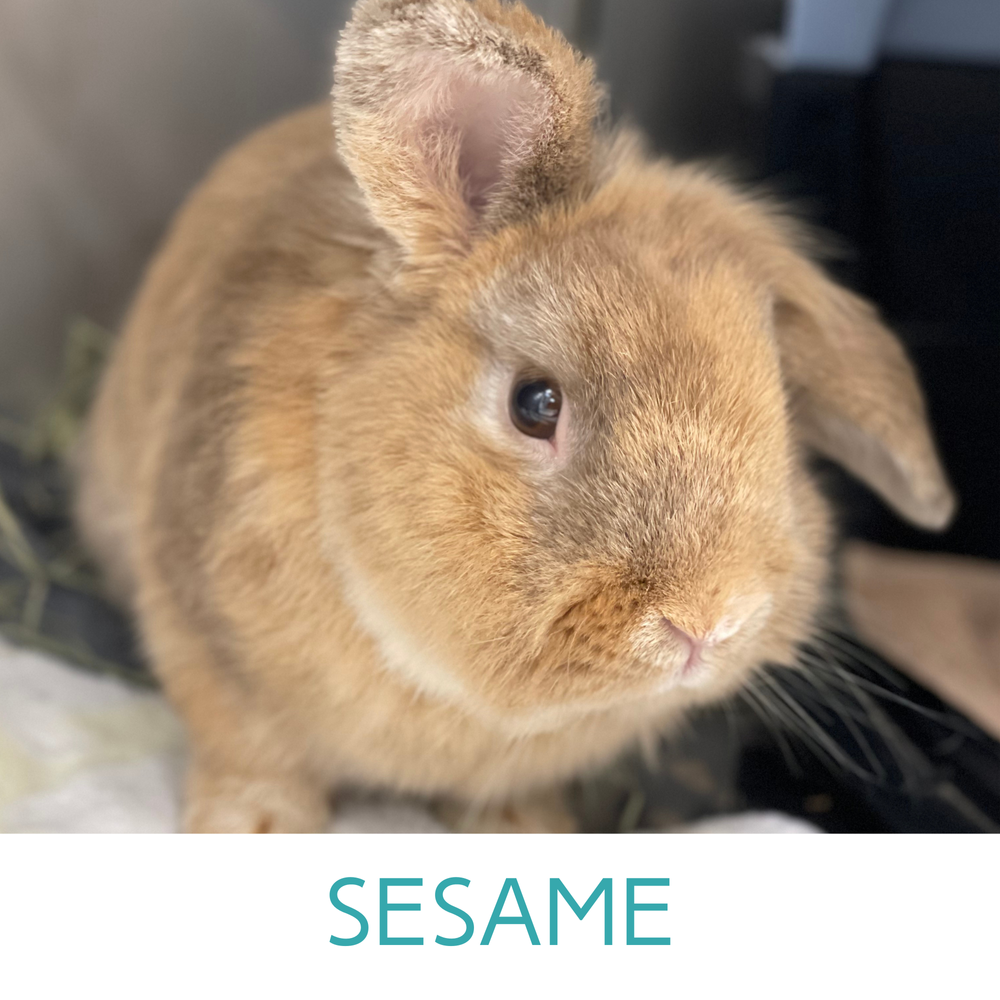 Pumpkin's Acres Rabbit Rescue