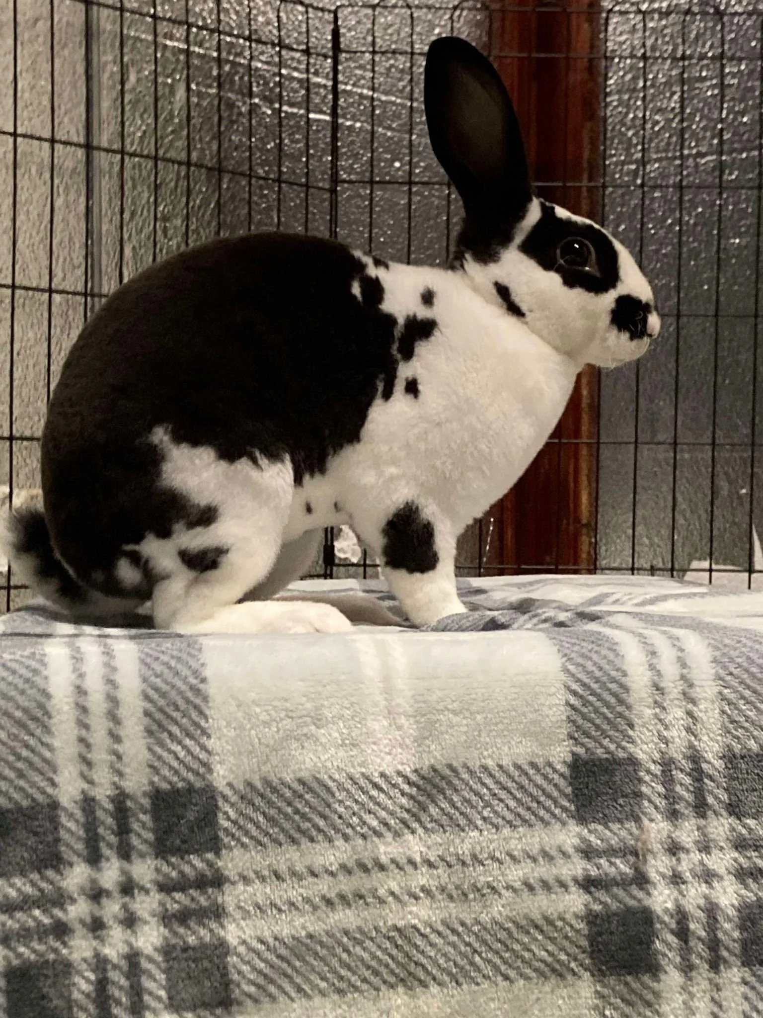 Adoptable Rabbits - Lil Moo — Pumpkin's Acres Rabbit Rescue Inc.