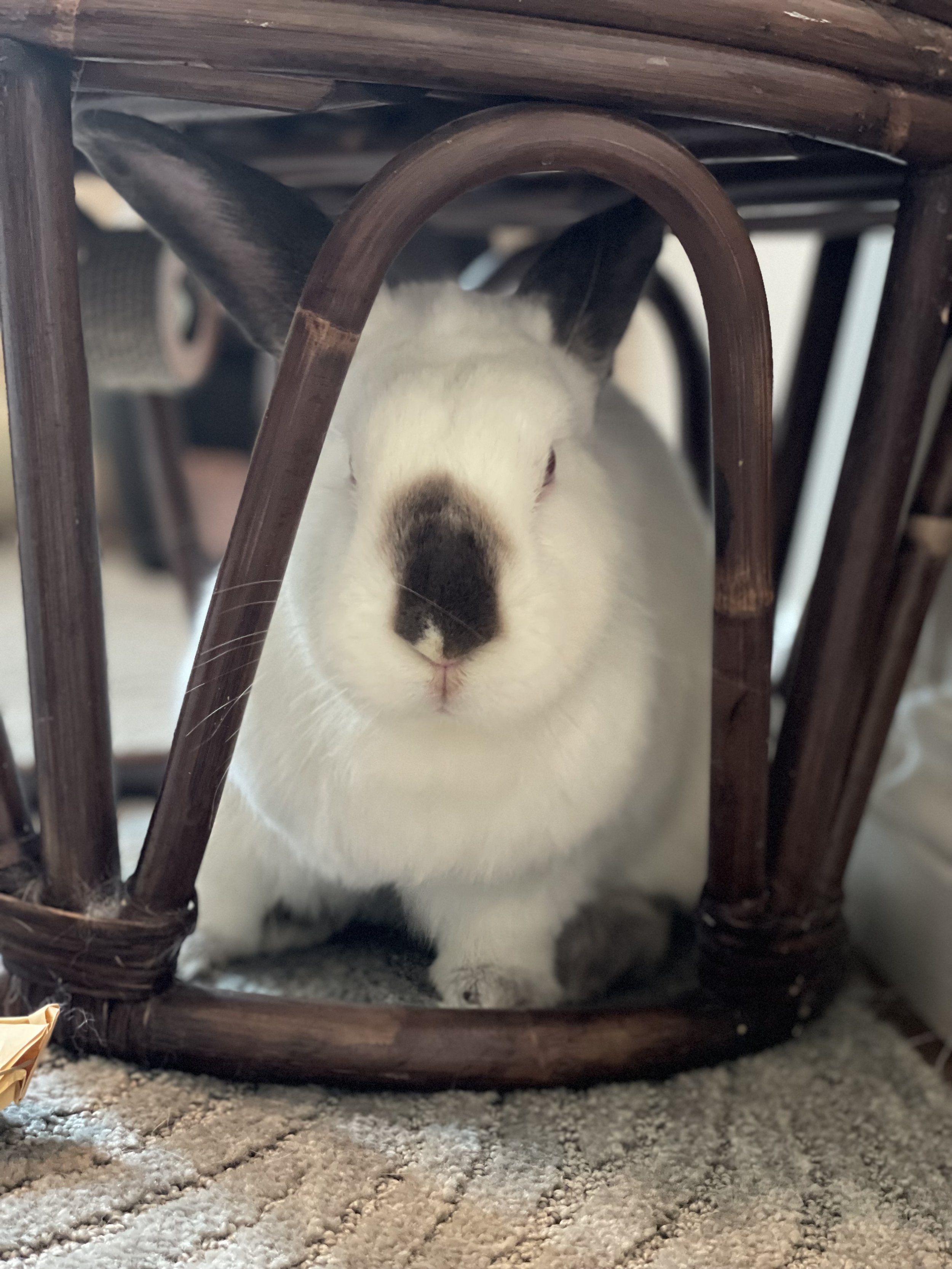Adoptable Rabbits - Ziggy & Stardust — Pumpkin's Acres Rabbit Rescue Inc.