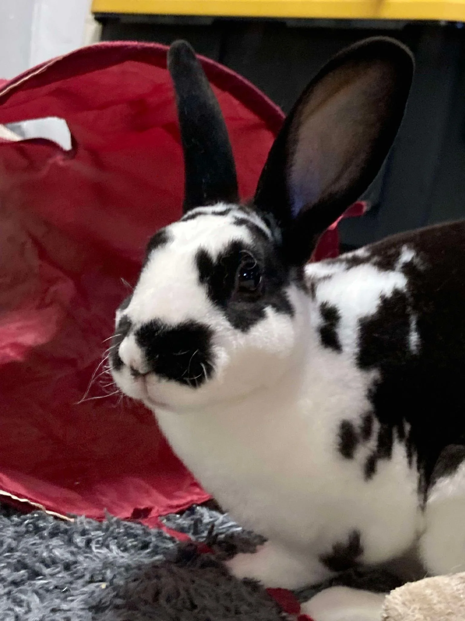 Adoptable Rabbits - Lil Moo — Pumpkin's Acres Rabbit Rescue Inc.