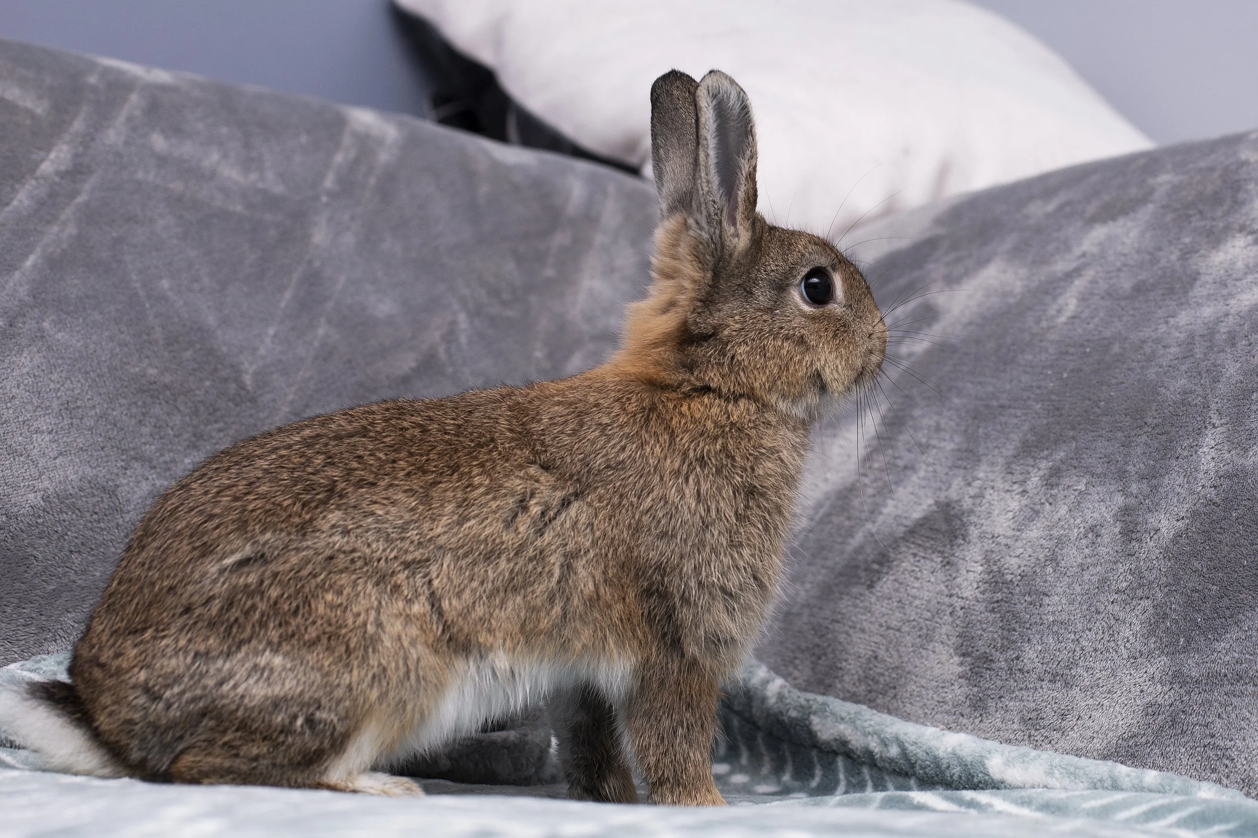 Adoptable Rabbits - Chipmunk — Pumpkin's Acres Rabbit Rescue Inc.