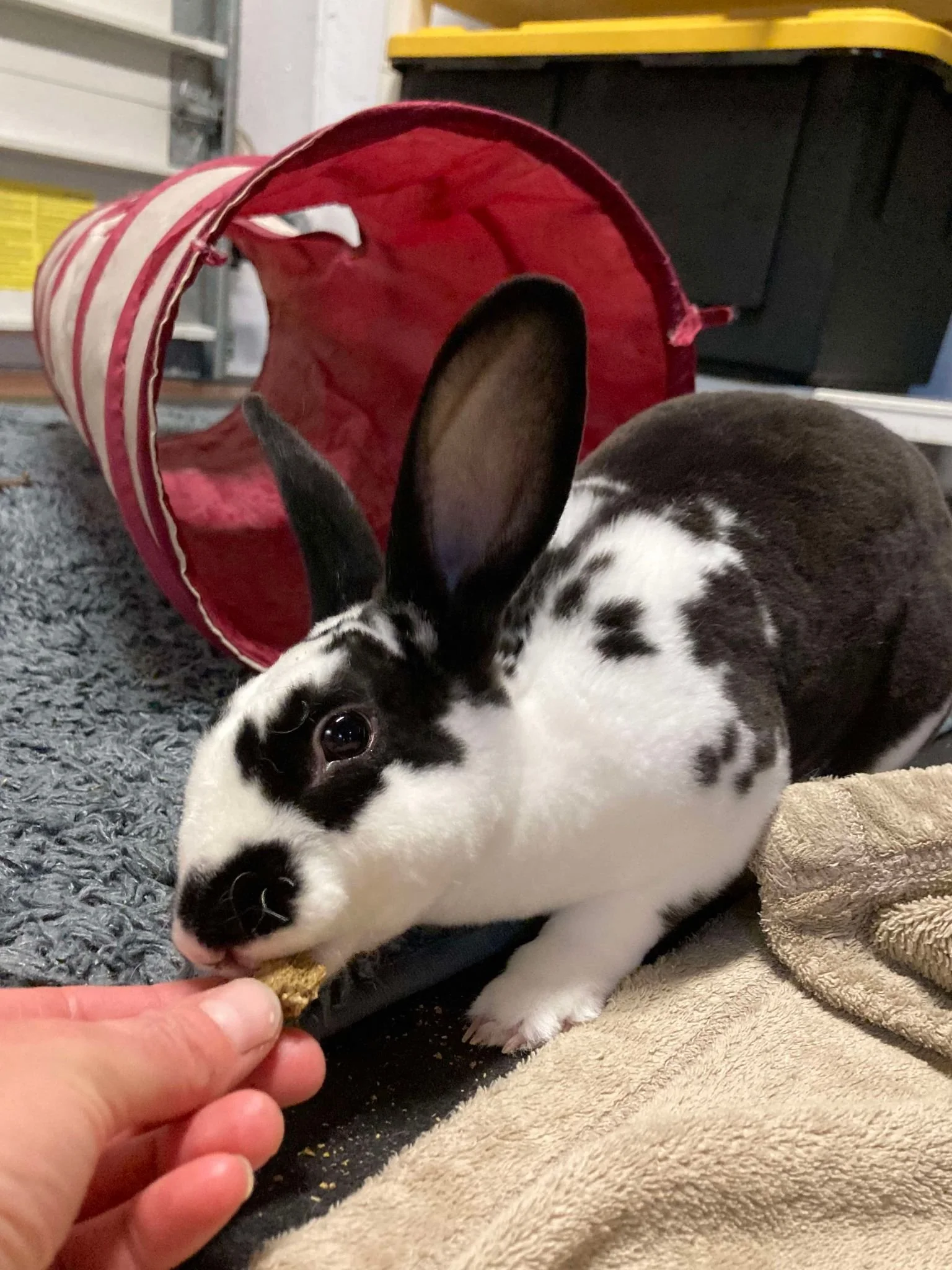 Adoptable Rabbits - Lil Moo — Pumpkin's Acres Rabbit Rescue Inc.