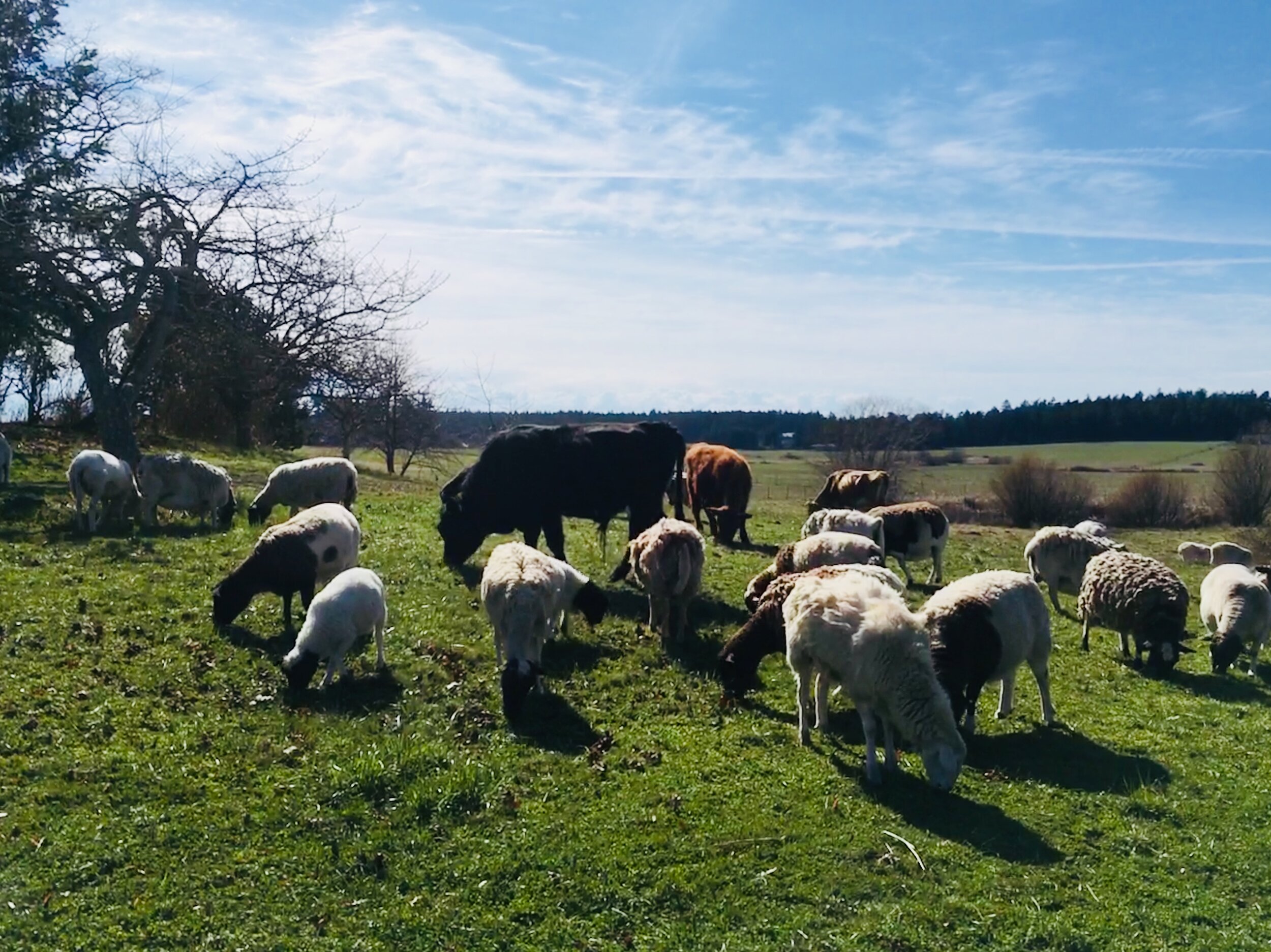 The Animals — Stonecrest Farm & Graziers