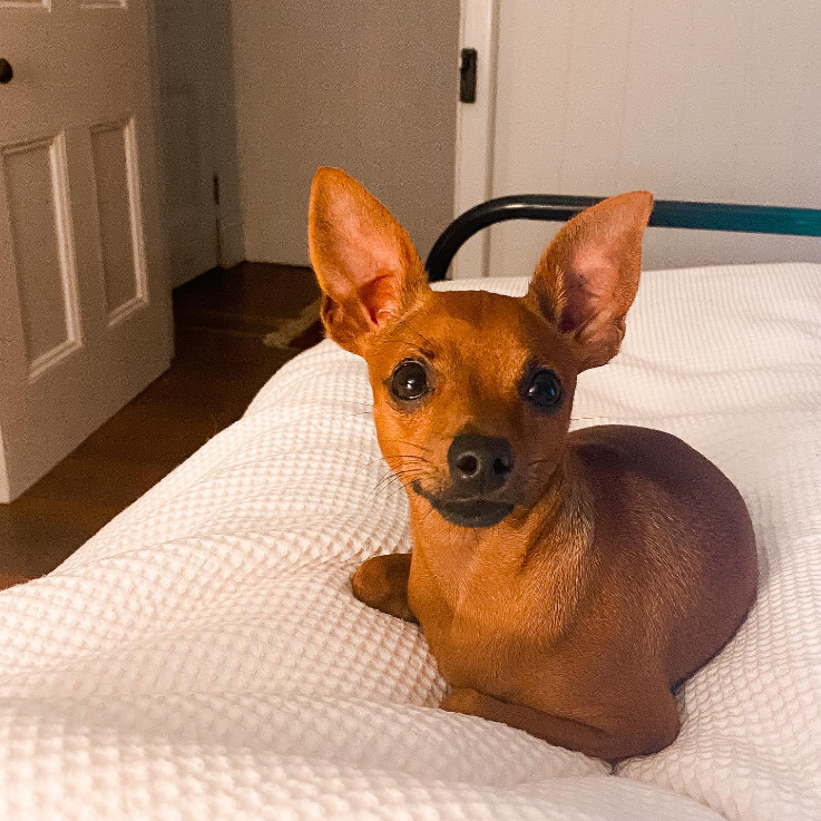 About Prague Ratters — APRC