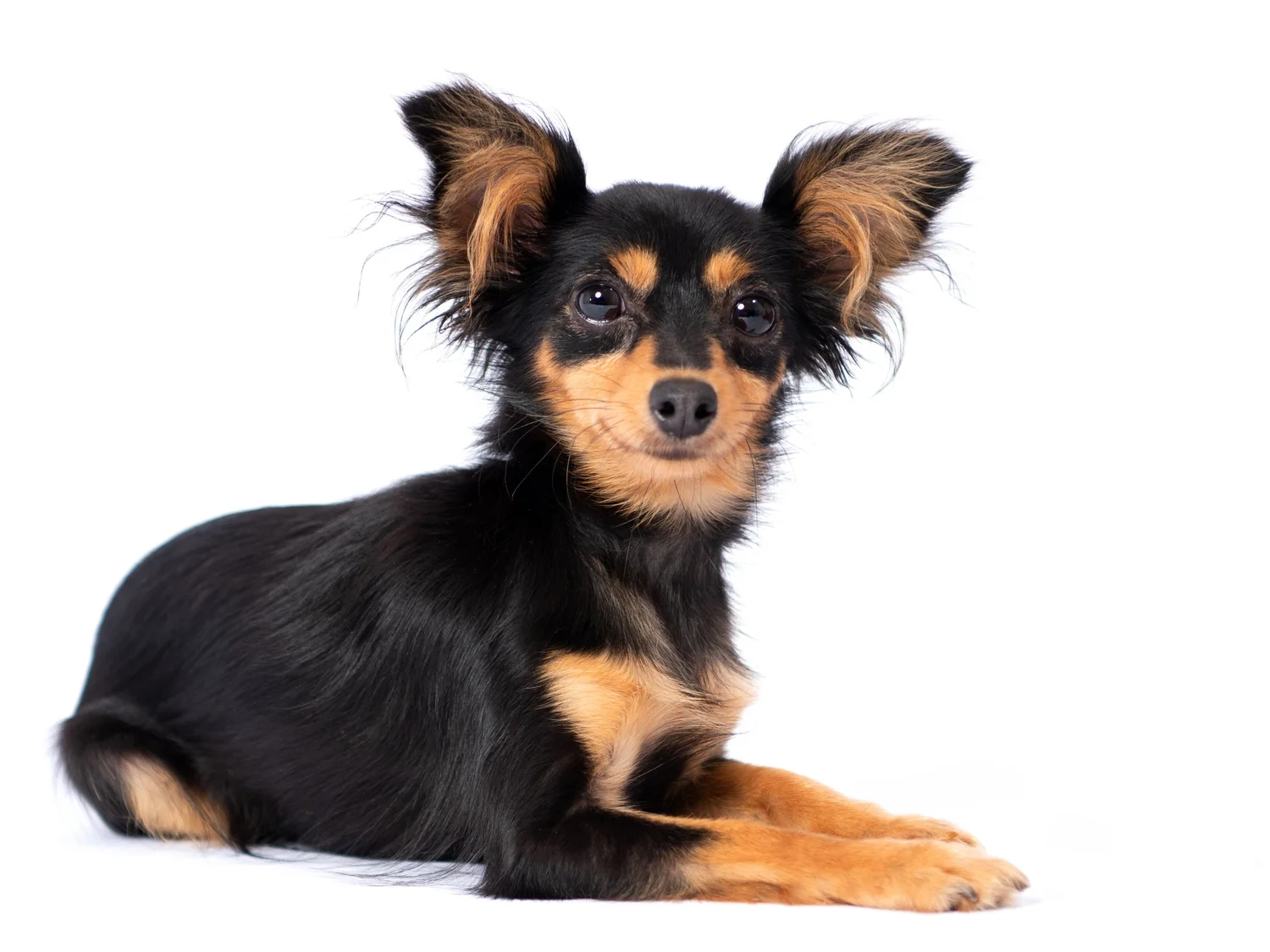 About Prague Ratters — APRC