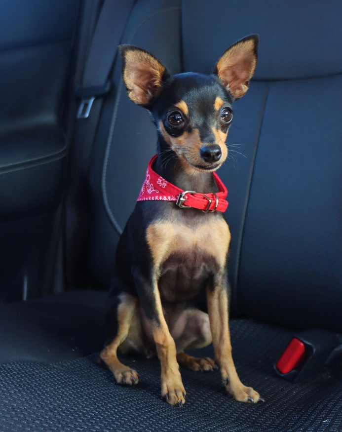 About Prague Ratters — APRC