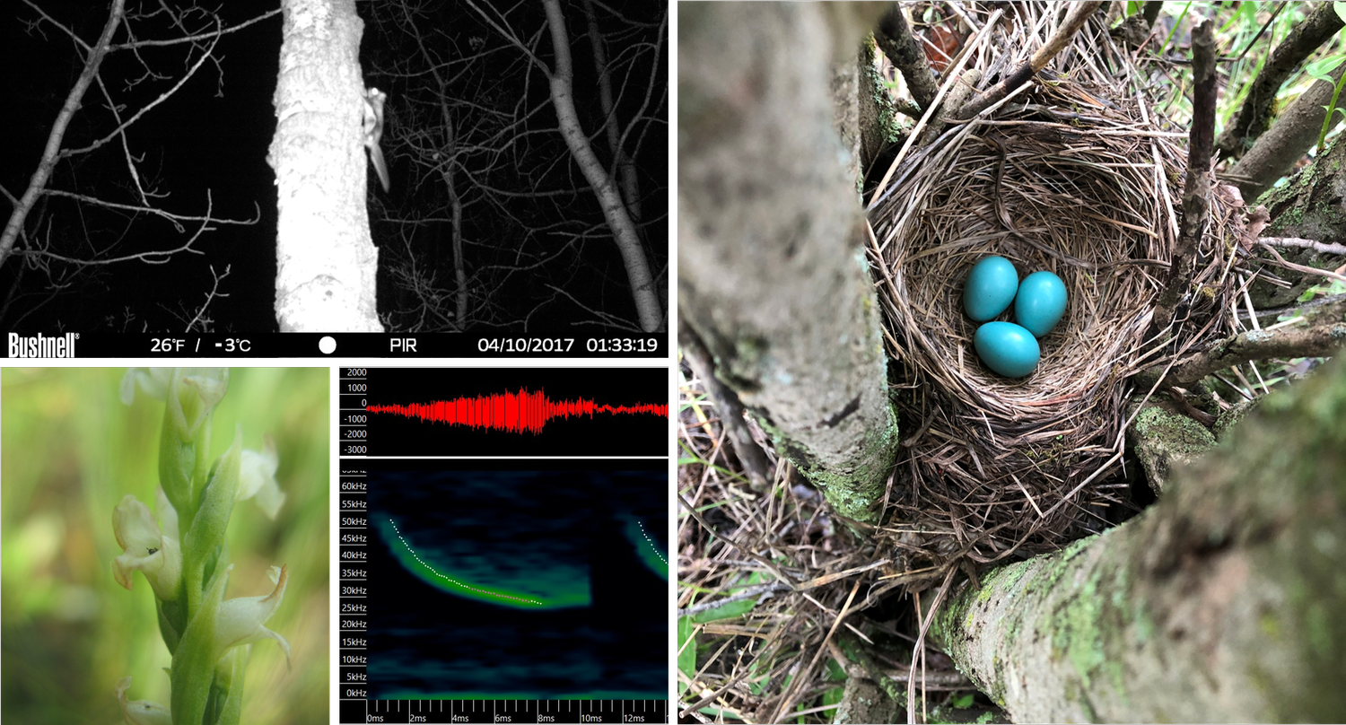 Biological Surveys — Spencer Environmental Management Services