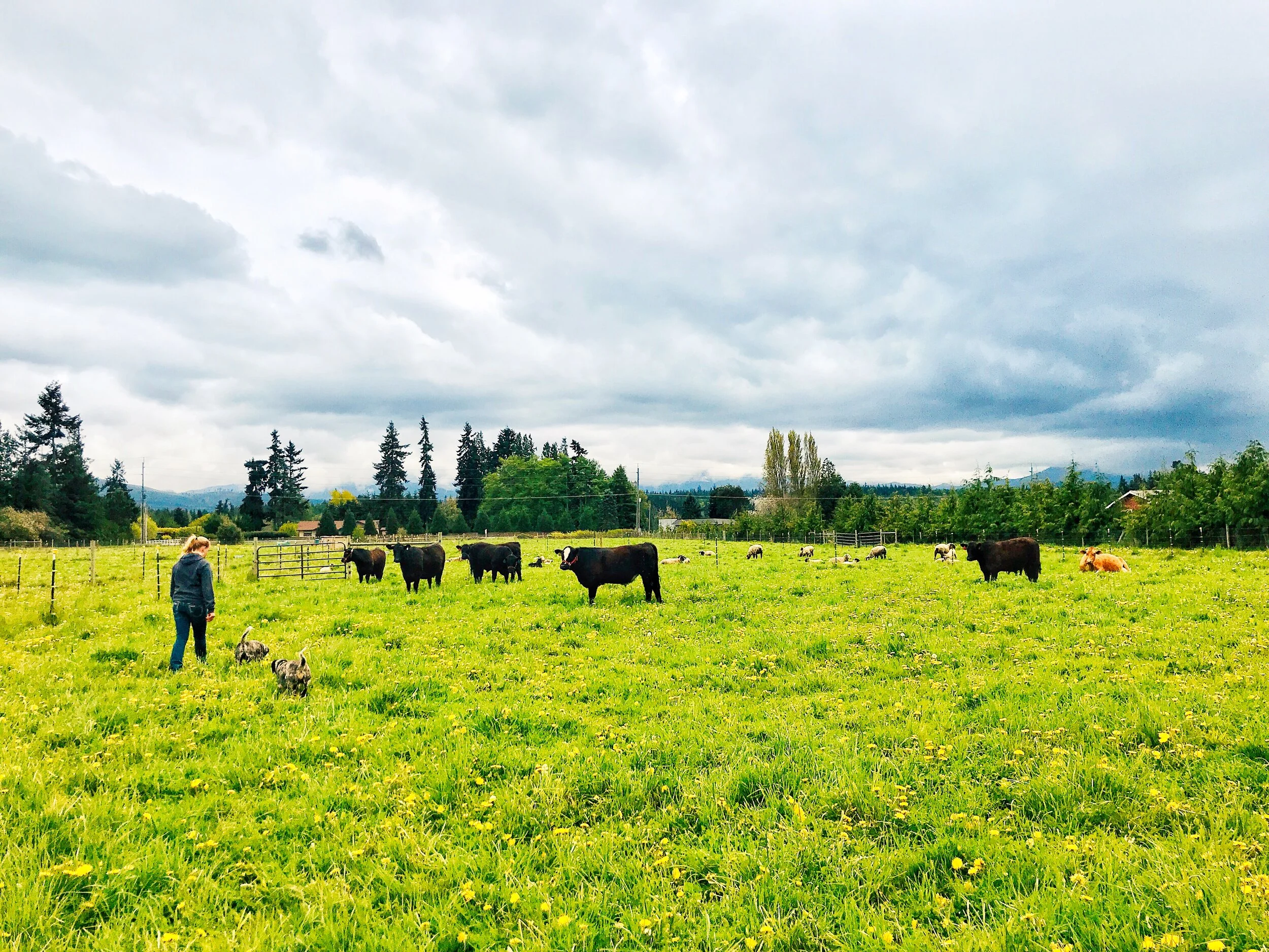 Reserve Meats — Bent Gate Farms