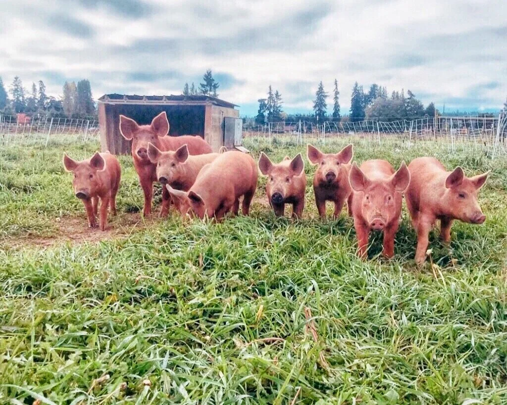 Bent Gate Farms