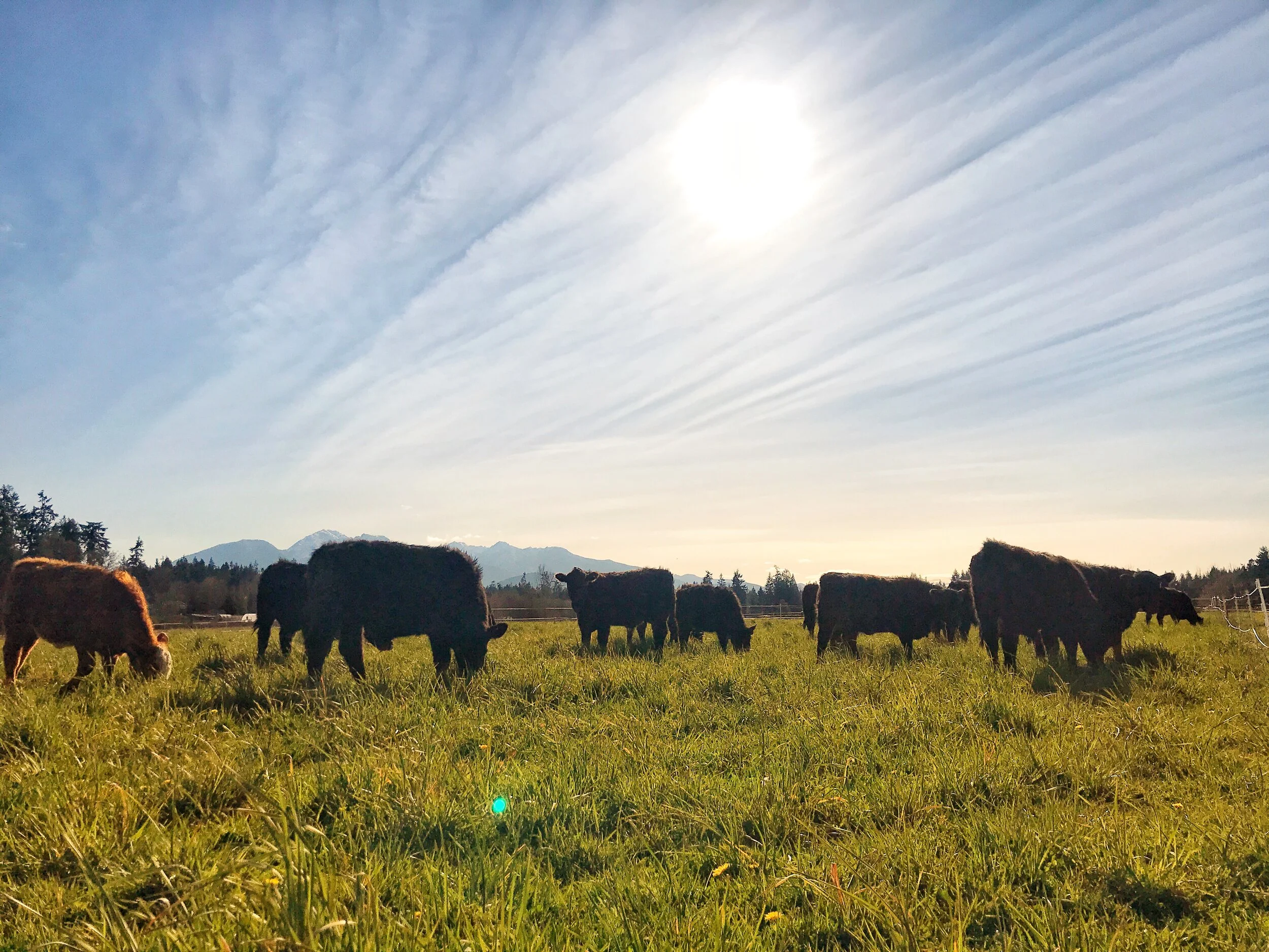 100% Grass Fed Angus Beef 2026 — Bent Gate Farms