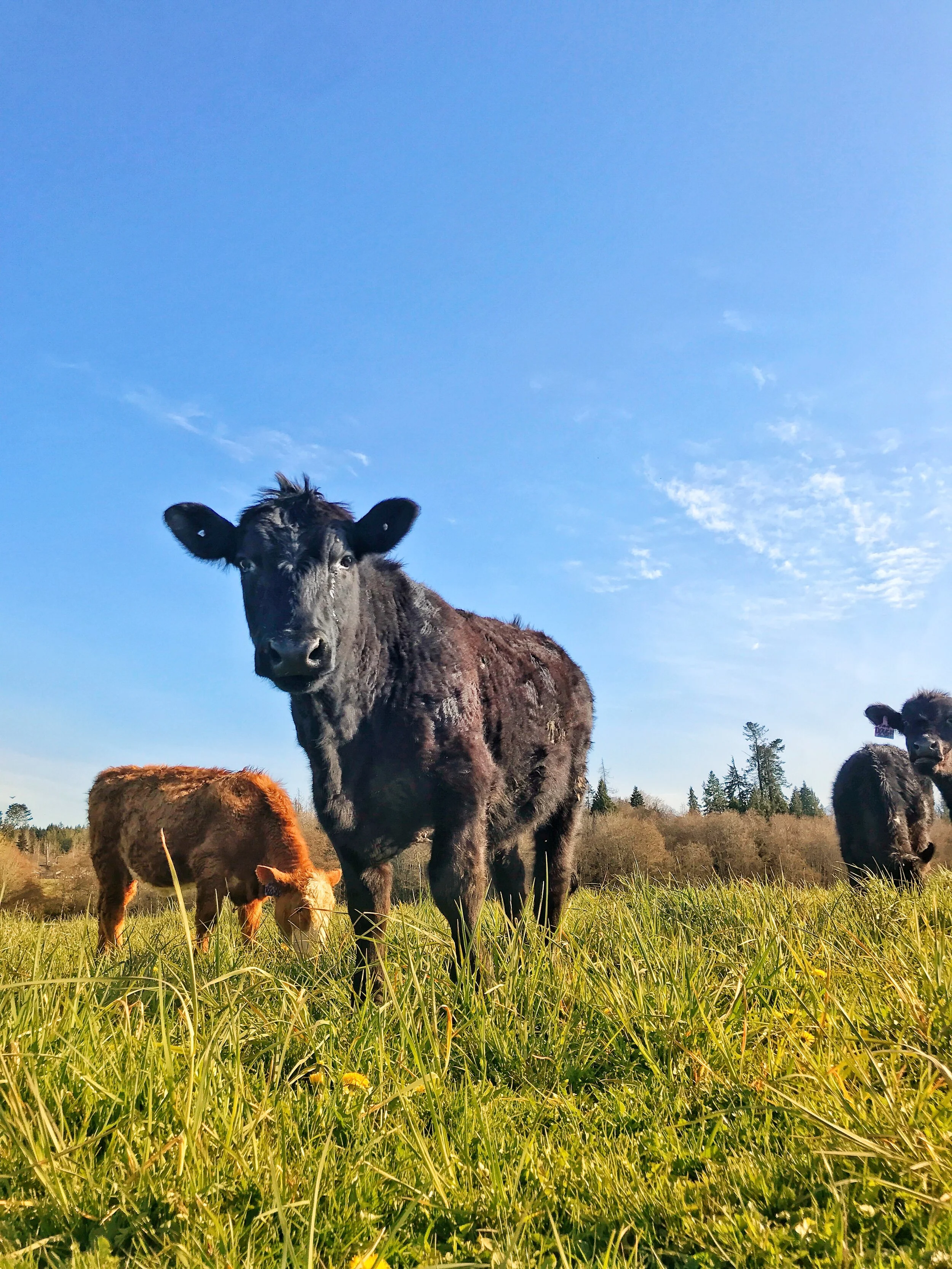 100% Grass Fed Angus Beef — Bent Gate Farms