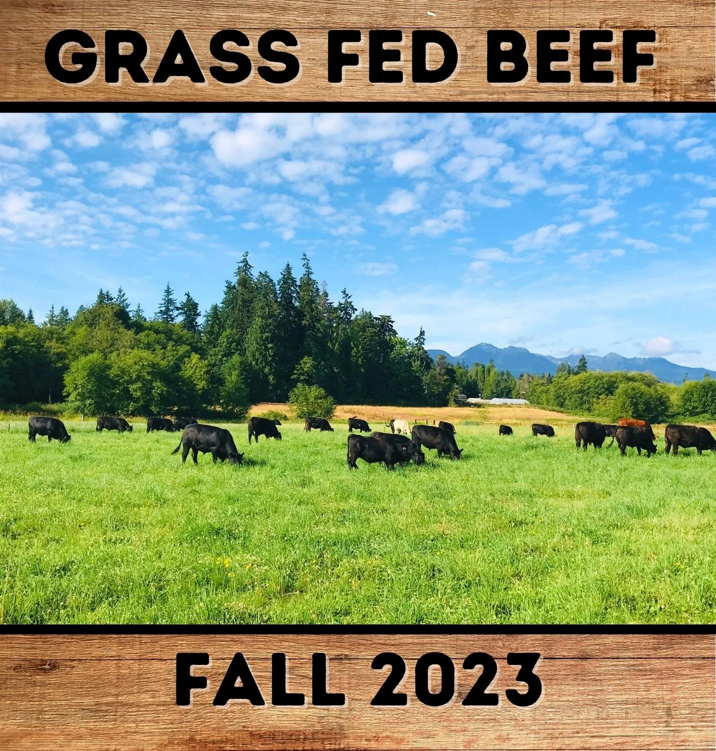100% Grass Fed Angus Beef — Bent Gate Farms