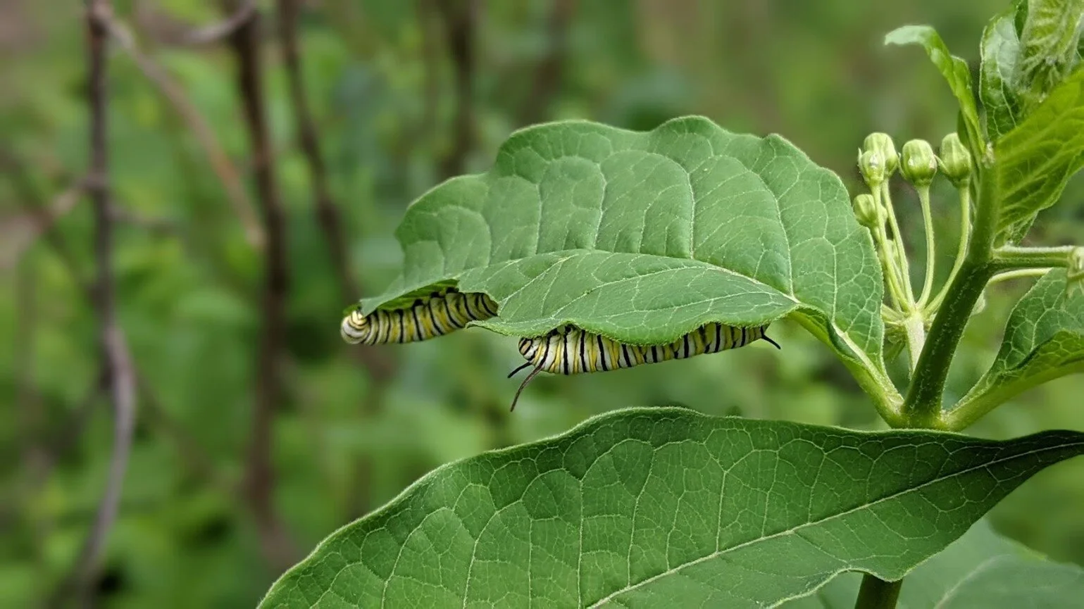 How To: Milkweed Seed Collection — Great River Greening