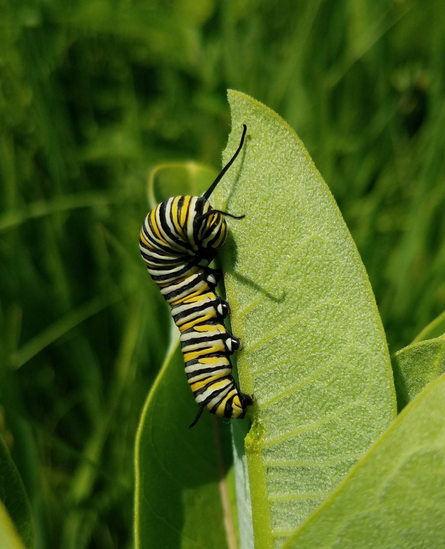 Monarchs: Helping a Species Helps an Ecosystem — Great River Greening