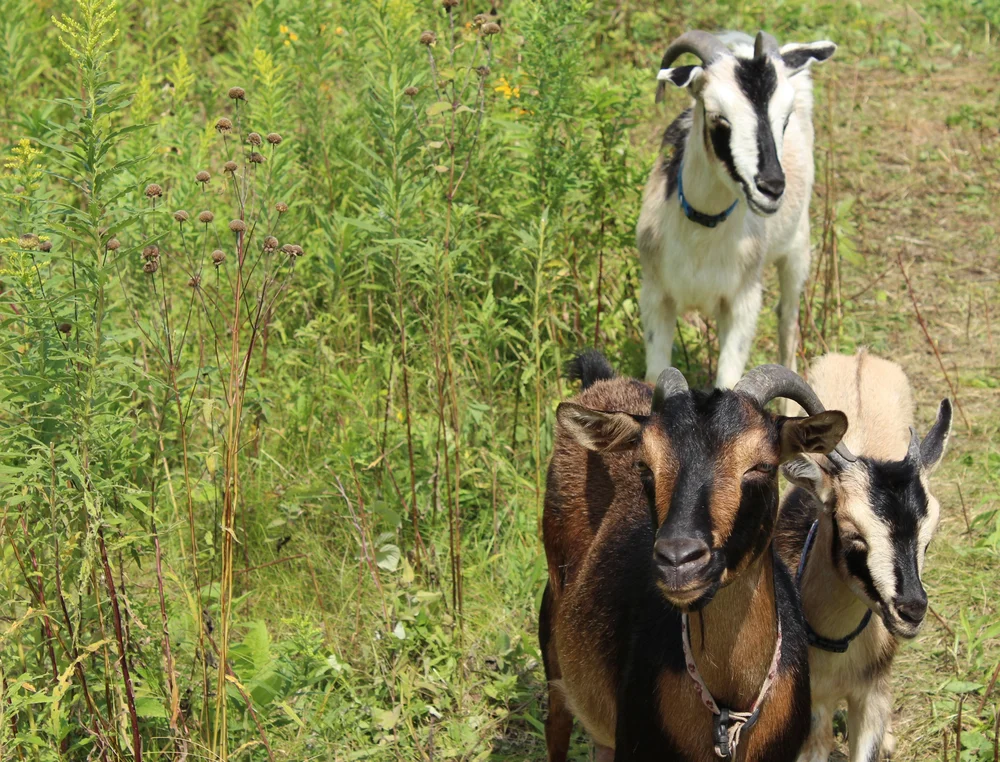 Our Not-So-Secret Weapon in the Fight Against Invasive Species – Goats ...