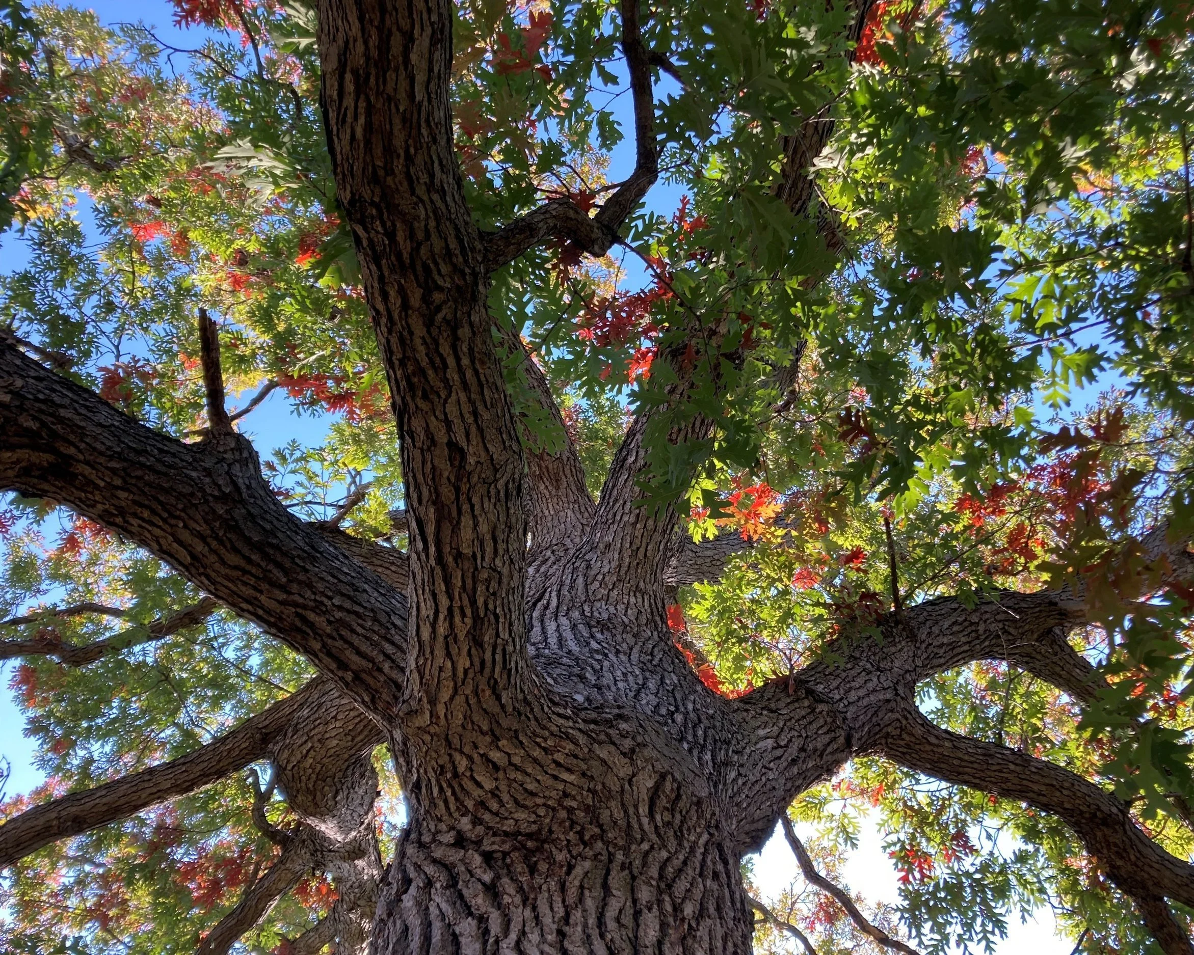 Living Legacy Trees — Great River Greening