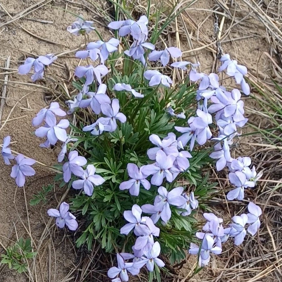 Violets, Butterflies, and Bison—Restoring the Prairie Ecosystem — Great ...