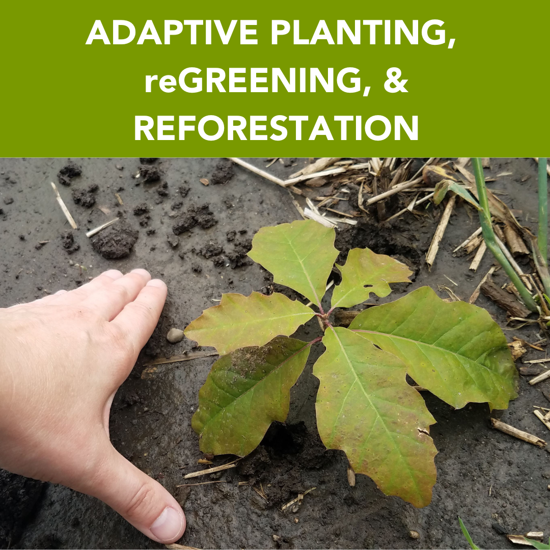 Vision for 2030 — Great River Greening