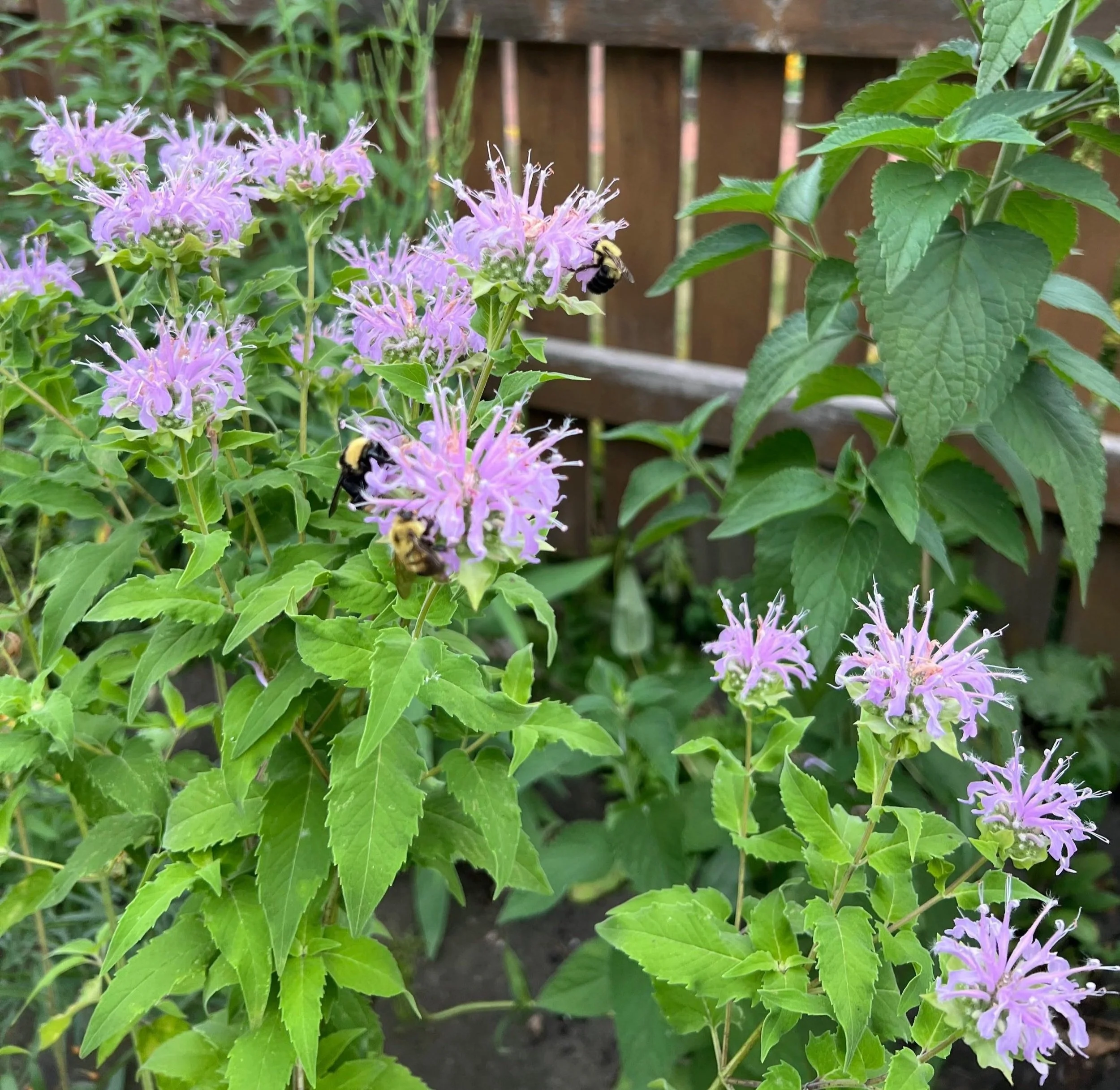 Native plants in your yard in Minnesota — Great River Greening