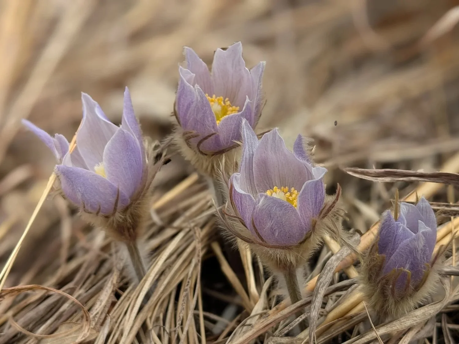 Spring Ephemerals and Early Native Blooms — Great River Greening