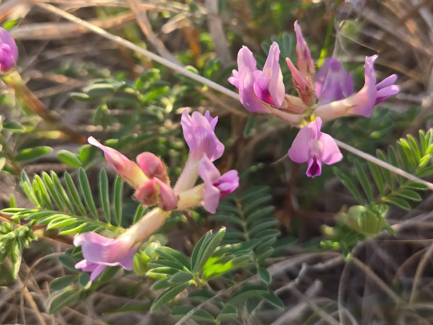 Spring Ephemerals and Early Native Blooms — Great River Greening