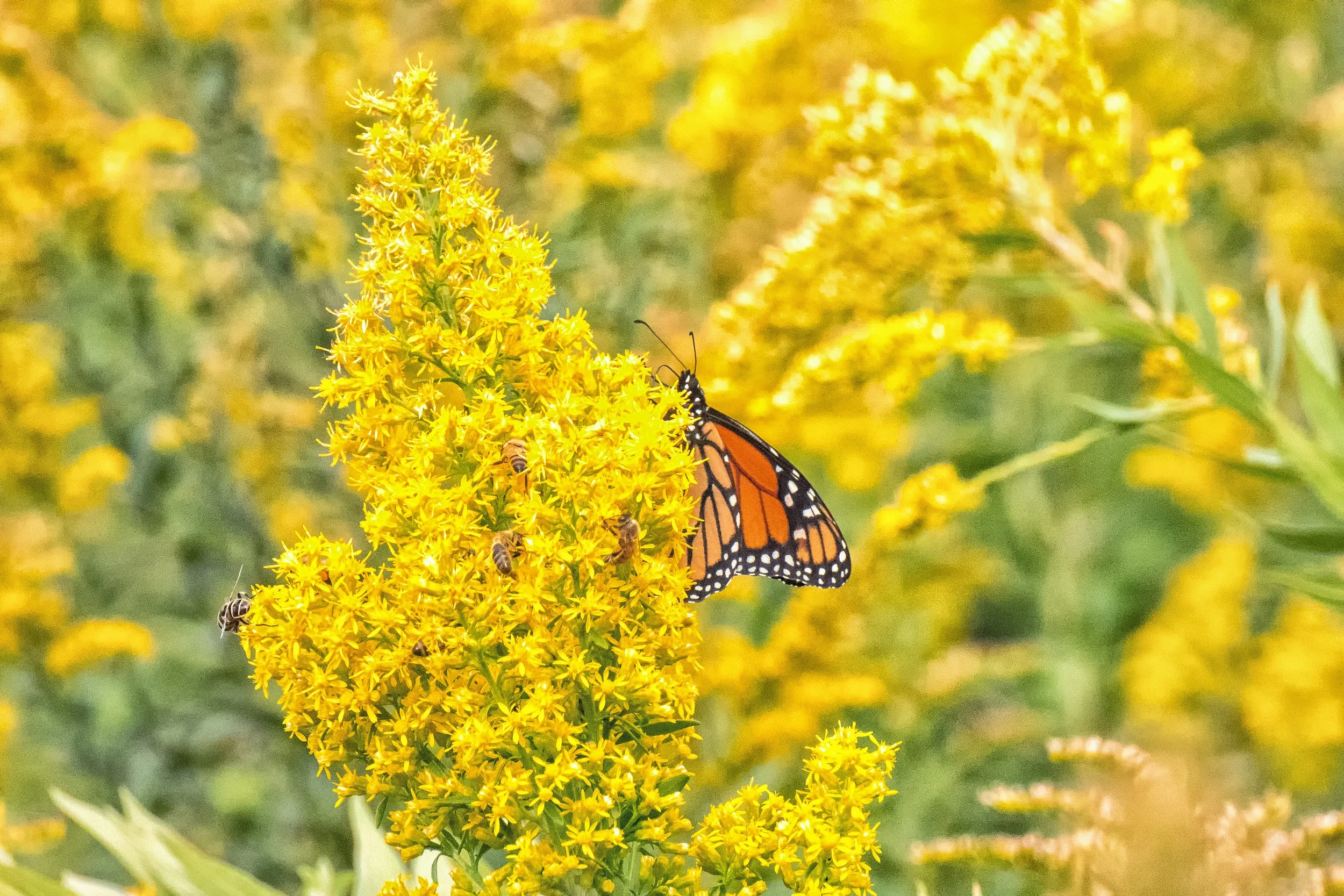 Pollinator Habitat — Great River Greening