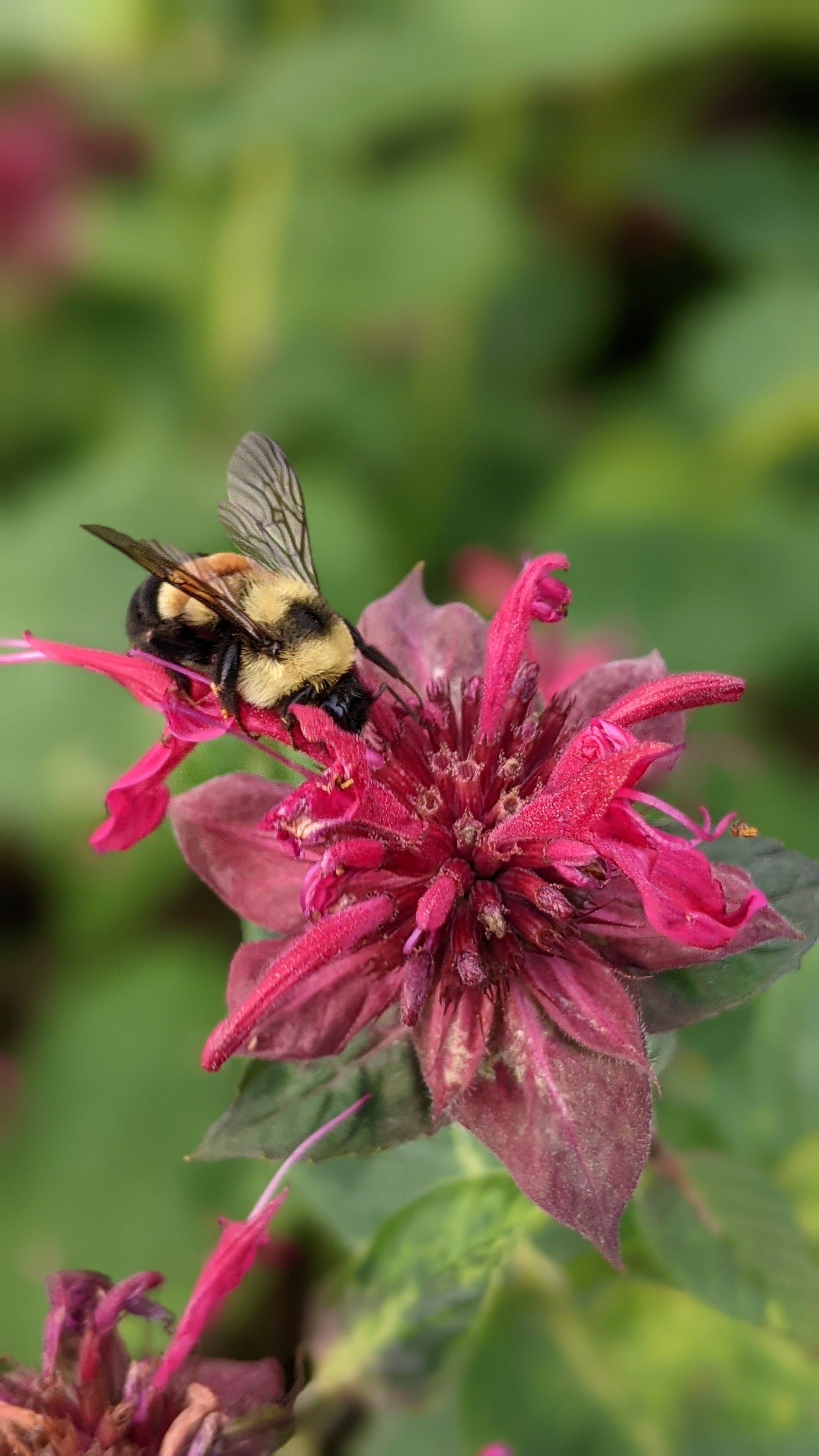 Pollinator Habitat — Great River Greening