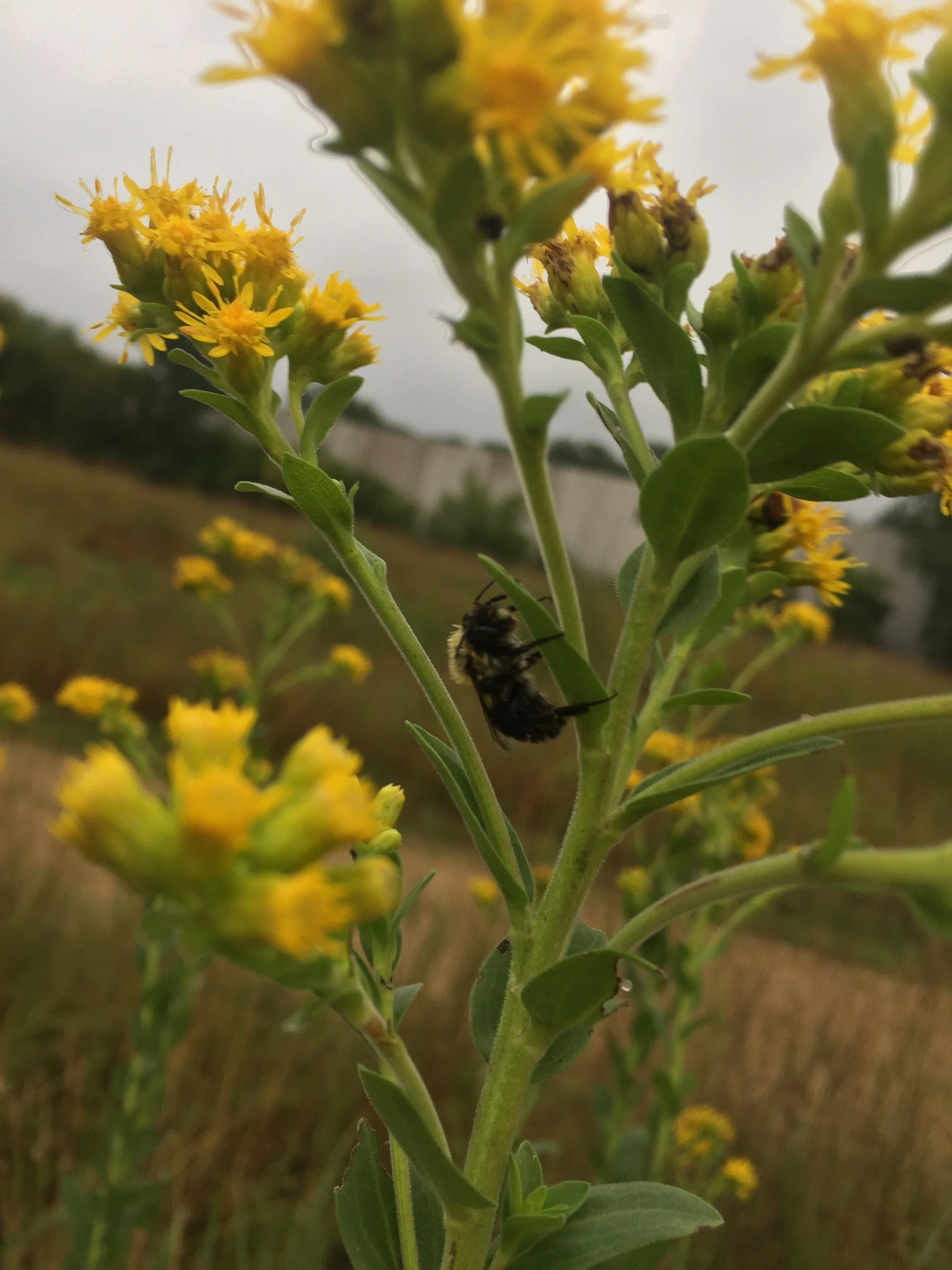 Pollinator Habitat Restoration — Great River Greening