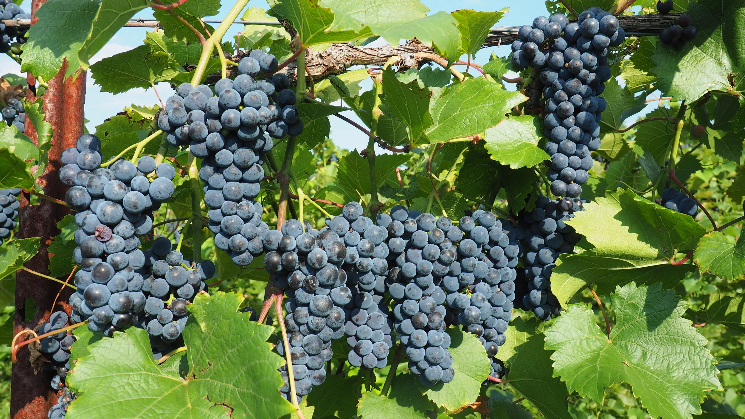 Our Grapes — Shelburne Vineyard