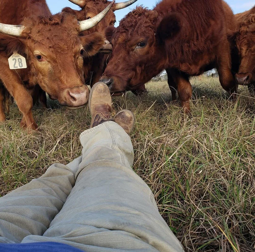 why is the fat on my steak so yellow? — the regen ranch