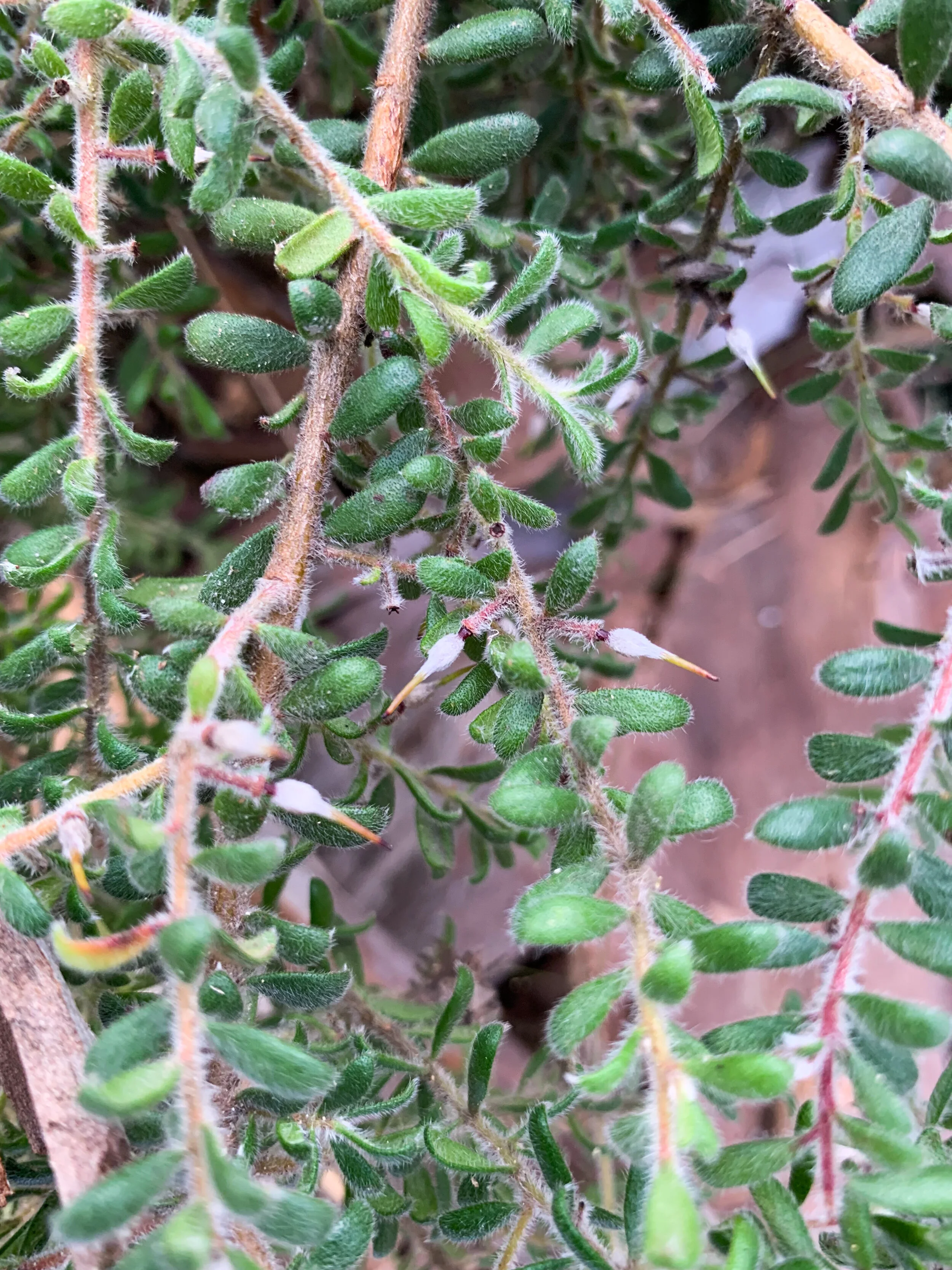 3 Threatened Flora Species Identified in the Wollondilly Shire LGA ...