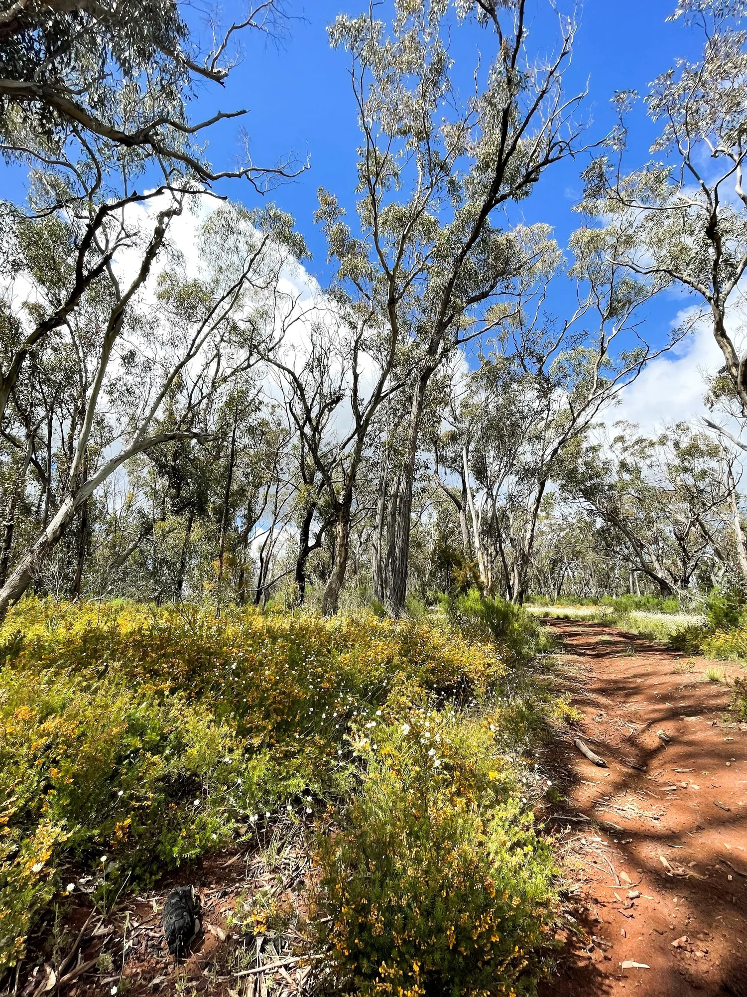 Review of Environmental Factors for NPWS Northern Inland Branch — Narla ...