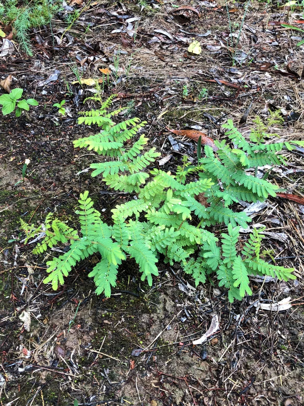 Positive signs for Population of Acacia pubescens — Narla Environmental