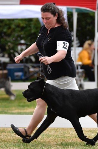 Ashley Dog Handler Who Handles Cane Corso