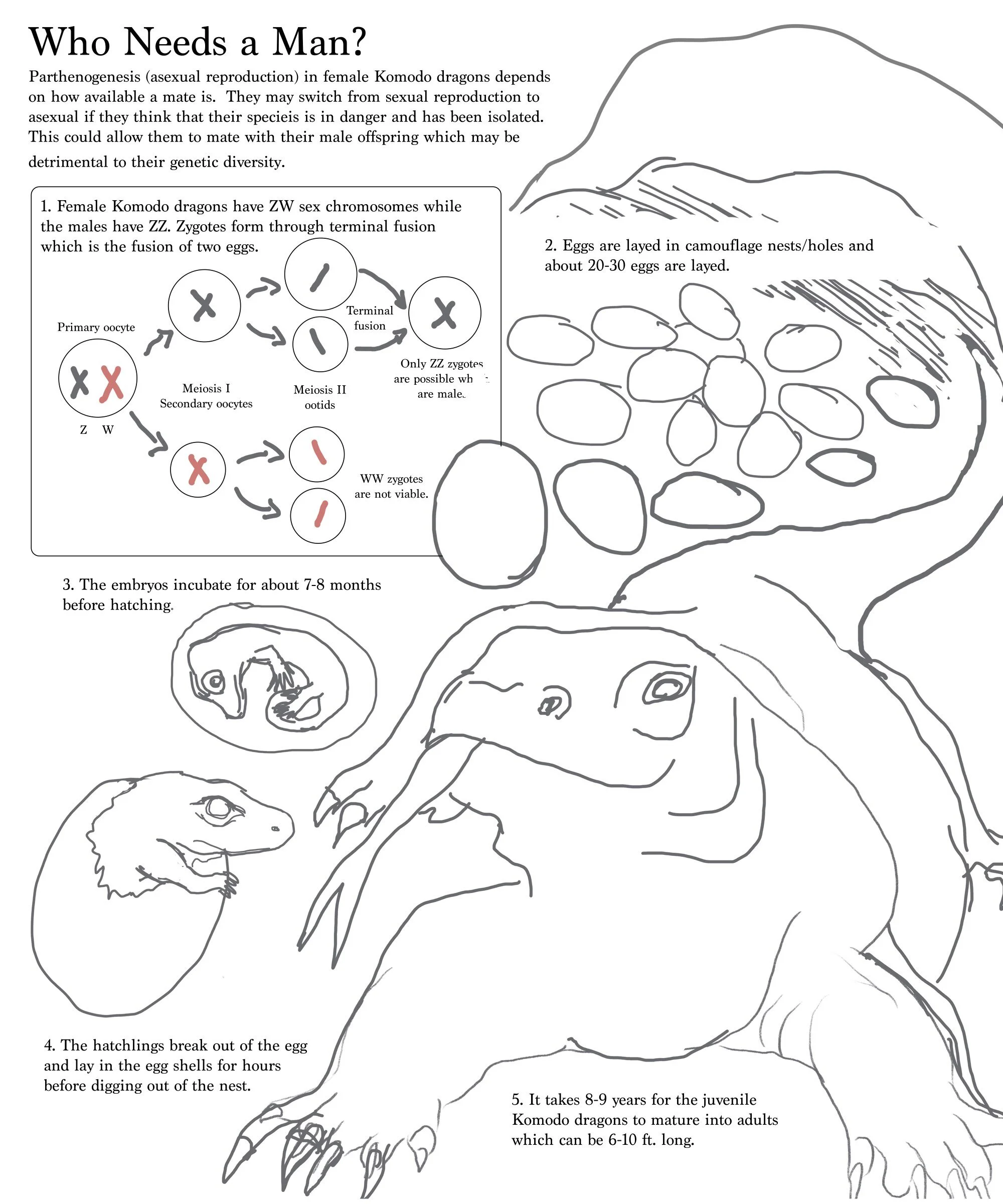 Komodo Dragon Life Cycle