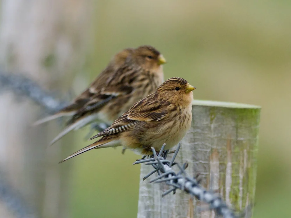 Islay & Jura Wildlife Tour: The Eagle Islands | Wild Discovery