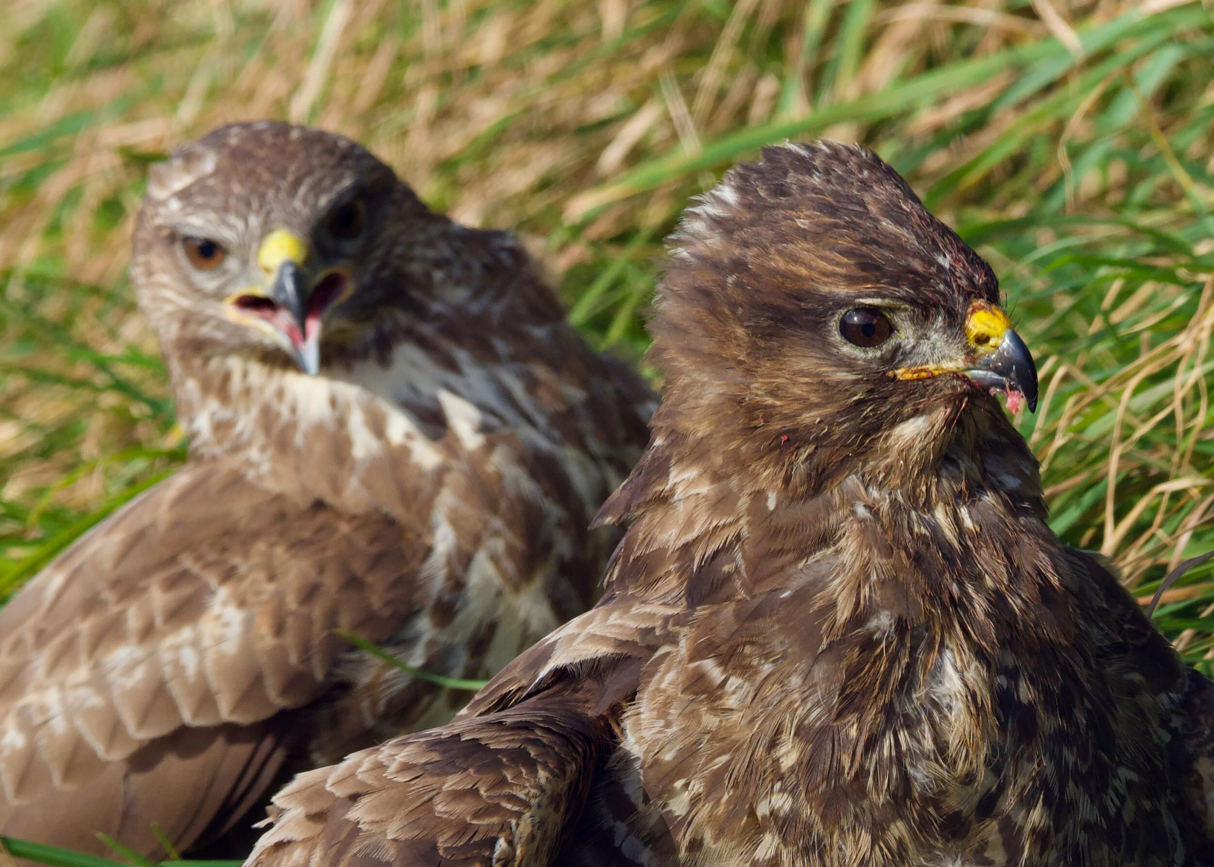 Islay & Jura Wildlife Tour: The Eagle Islands | Wild Discovery