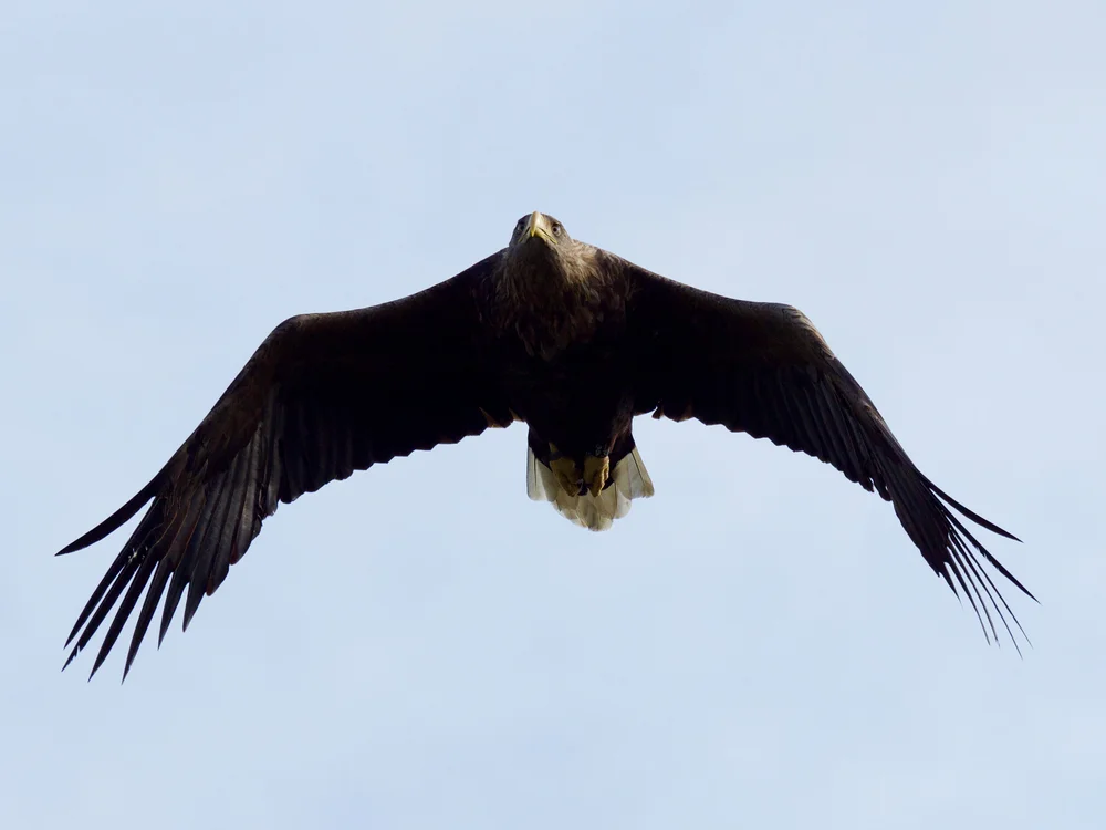 Islay & Jura Wildlife Tour: The Eagle Islands | Wild Discovery