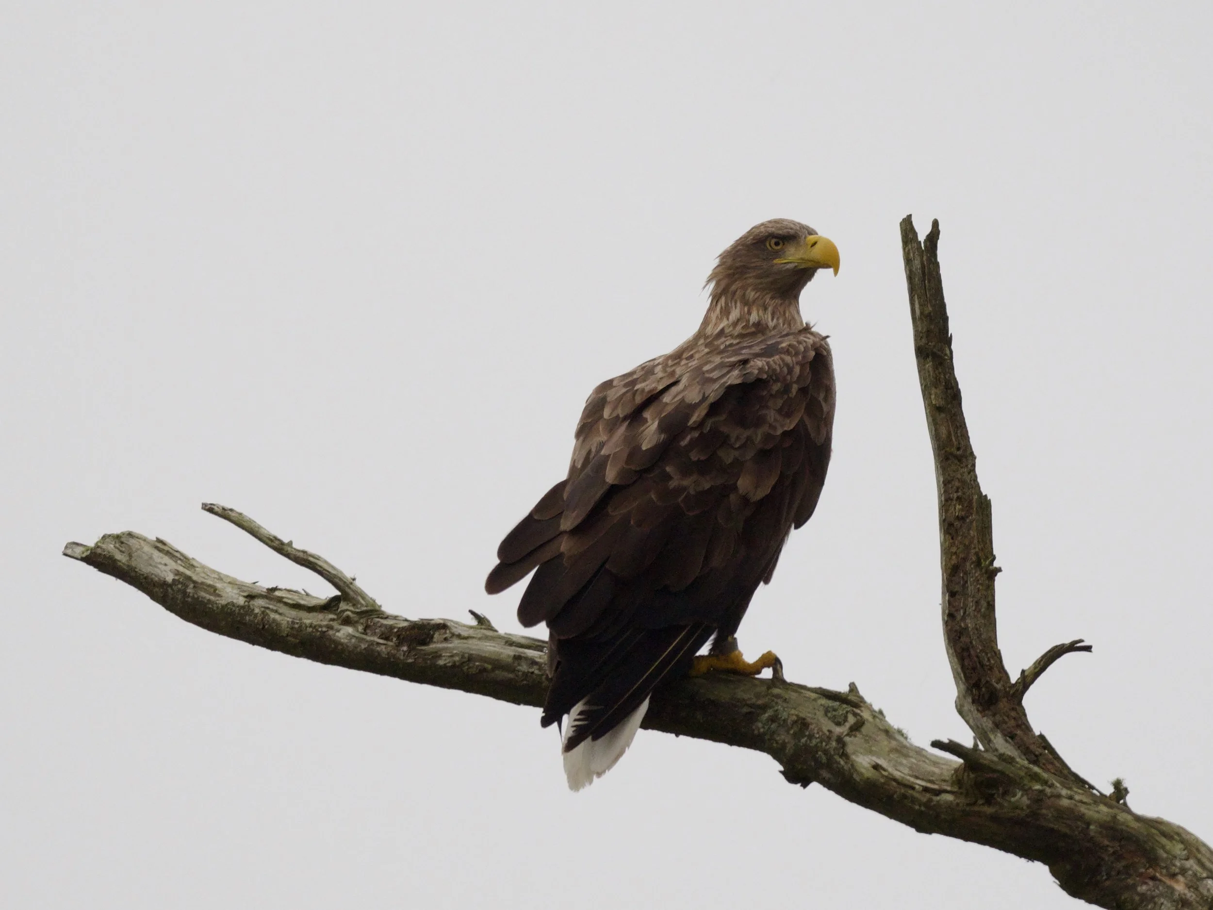 Islay & Jura Wildlife Tour: The Eagle Islands | Wild Discovery