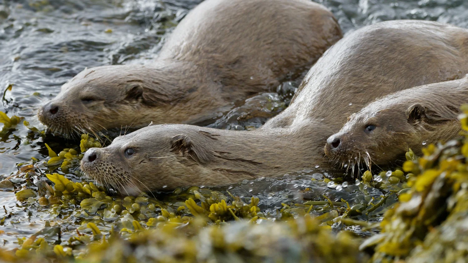 Conservation Expedition Cruise, Wild Scotland | Wild Discovery