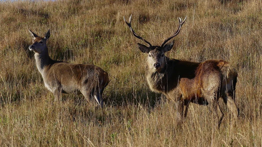 Islay & Jura Wildlife Tour: The Eagle Islands | Wild Discovery