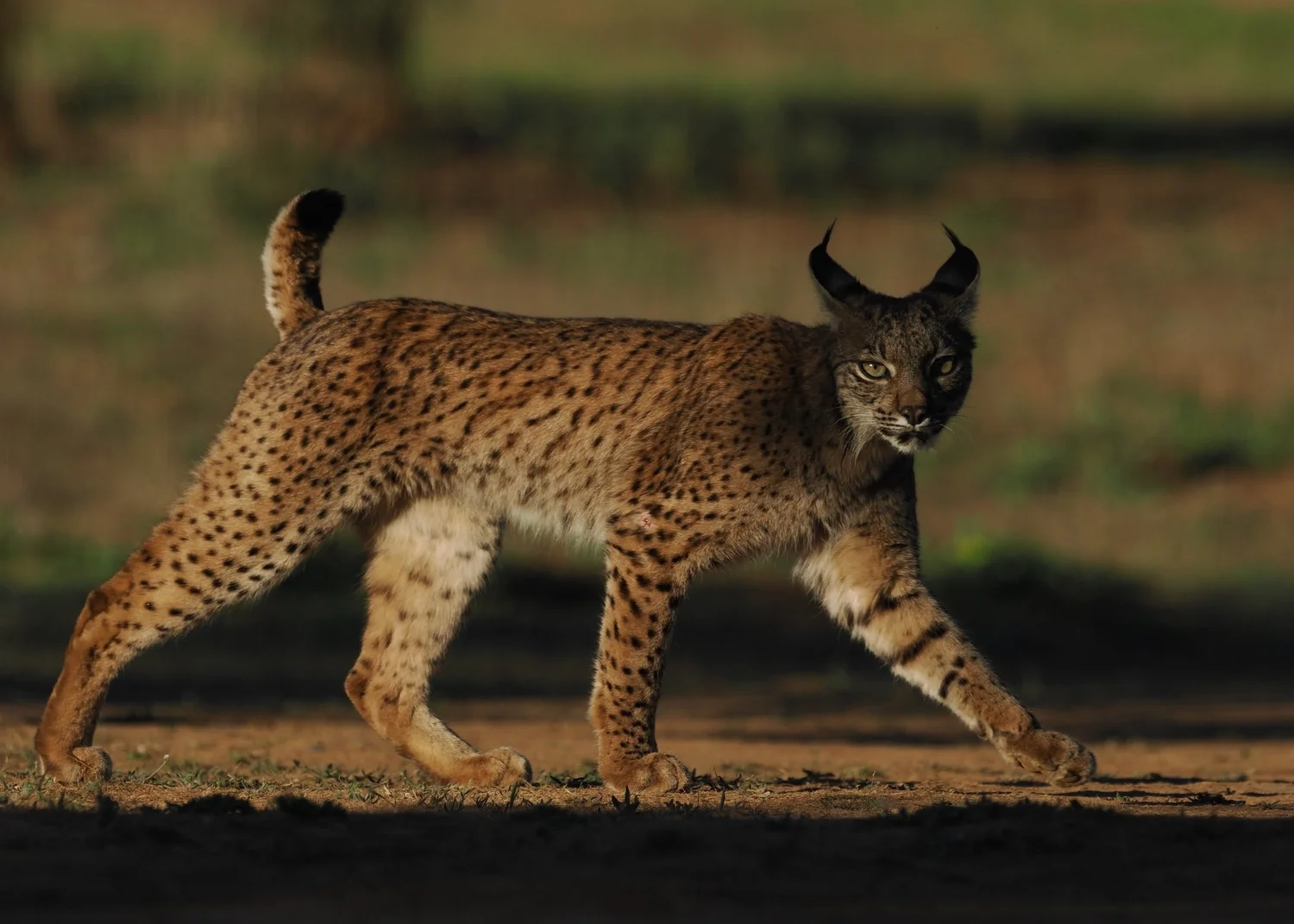Iberian Lynx and Migration in Southern Spain Tour | Wild Discovery