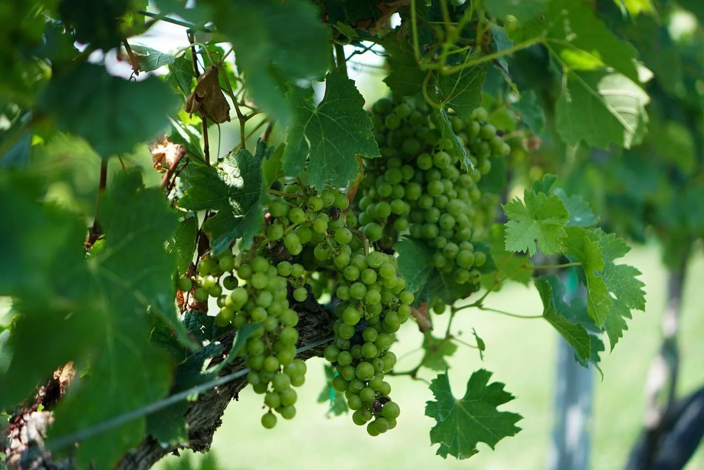 Wine Club — Windsor Run Cellars