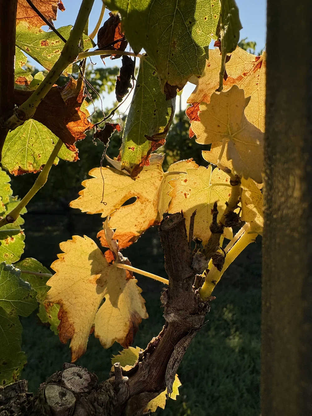 Visit — Windsor Run Cellars