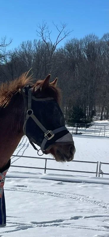 What Is A Fly Mask and Why You Need One — Cork N Mane