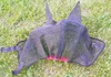 What Is A Fly Mask and Why You Need One — Cork N Mane